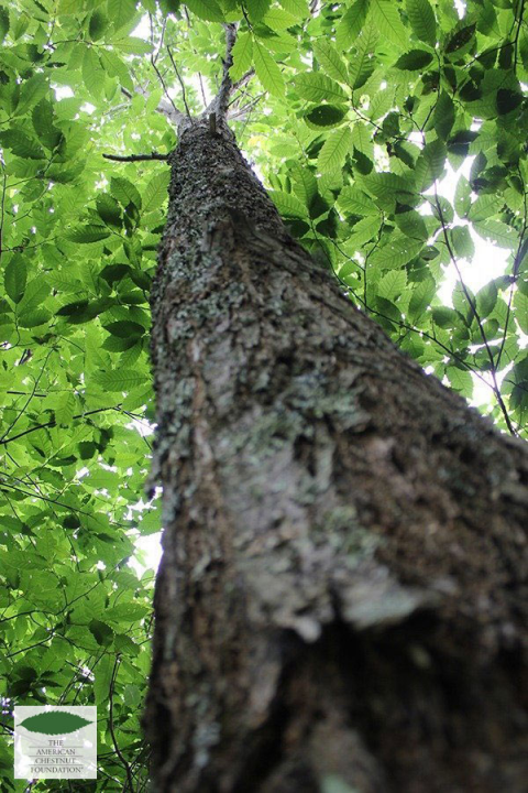 Appalachian Tragedy: The Devastation of the American Chestnut and the ...