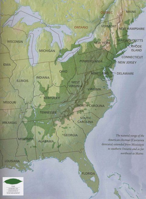 Appalachian Tragedy: The Devastation of the American Chestnut and the ...