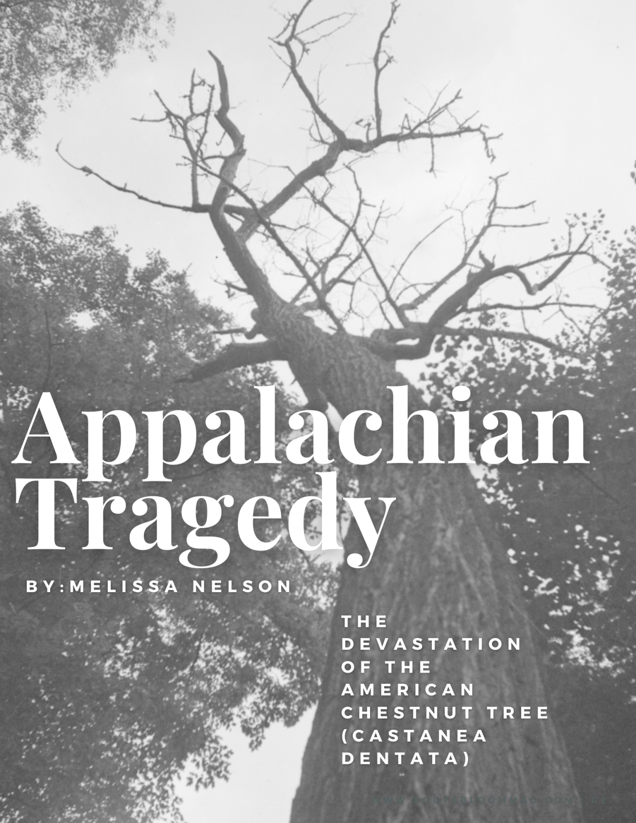Appalachian Tragedy: The Devastation of the American Chestnut and the ...